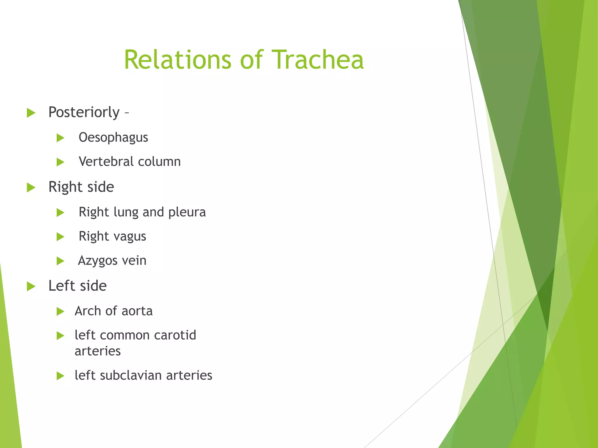 Tracheal anatomy | PPTX