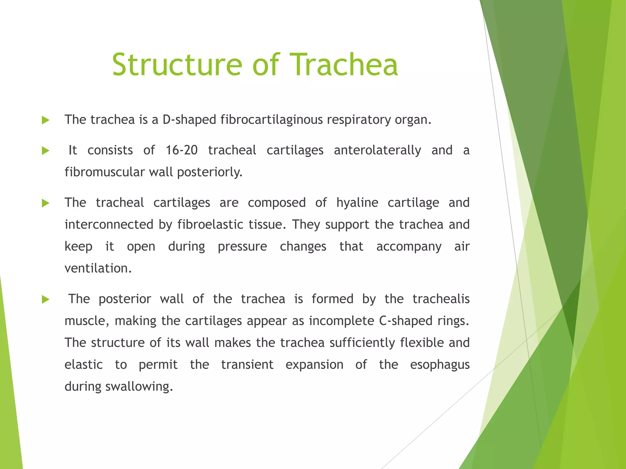 Tracheal anatomy | PPTX