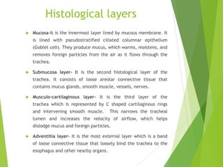 Tracheal anatomy | PPTX