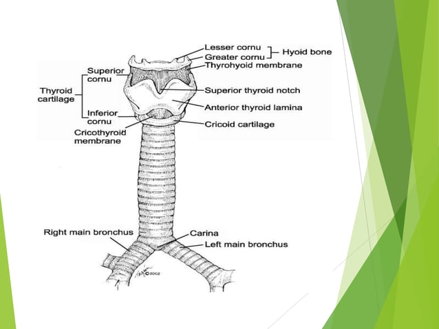 Tracheal anatomy | PPTX | Lung and Respiratory Health | Diseases and ...
