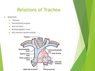 Tracheal anatomy | PPTX