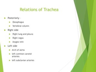 Tracheal anatomy | PPTX