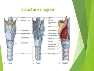 Tracheal anatomy | PPTX