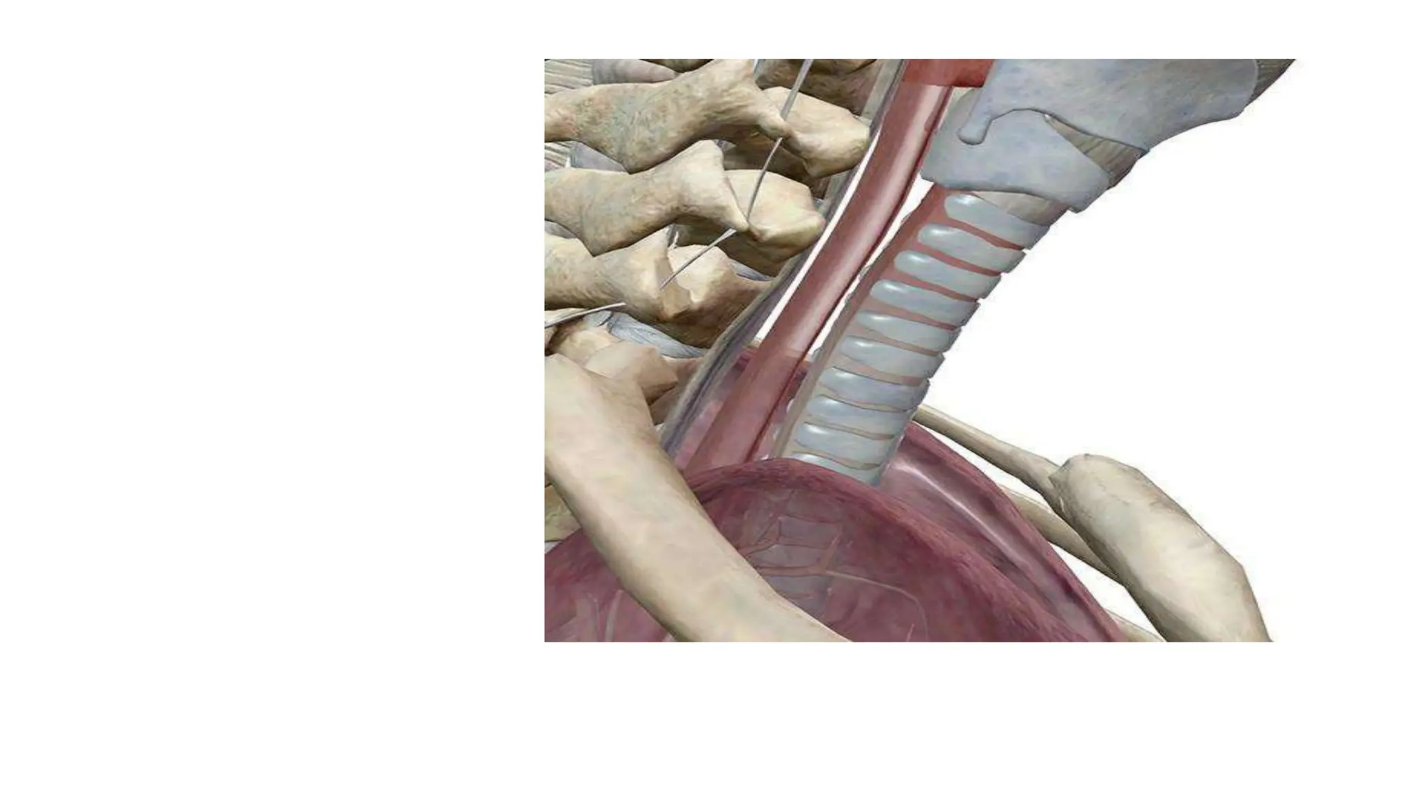 Trachea.pptx , Anatomy and physiology, Ross and Wilson | PPT