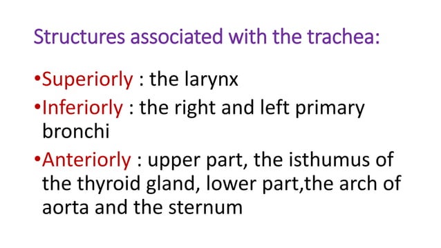 Trachea.pptx , Anatomy and physiology, Ross and Wilson | PPT