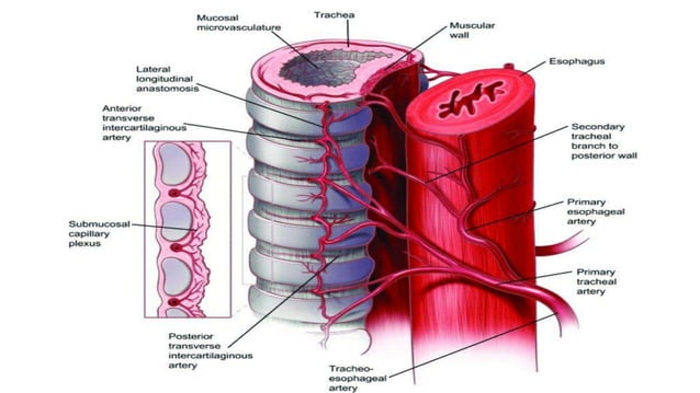 Trachea.pptx , Anatomy and physiology, Ross and Wilson | PPT