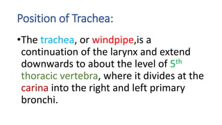 Trachea.pptx , Anatomy and physiology, Ross and Wilson | PPT
