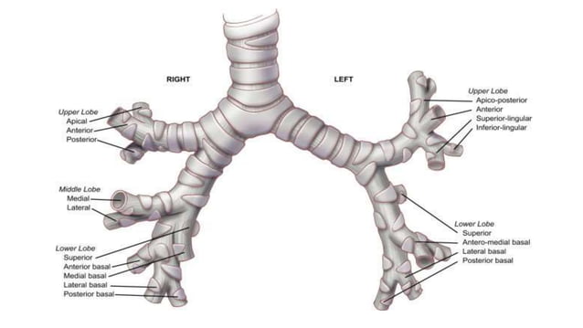 Trachea.pptx , Anatomy and physiology, Ross and Wilson | PPT