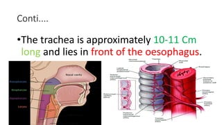 Trachea.pptx , Anatomy and physiology, Ross and Wilson | PPT