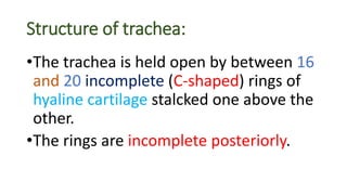 Trachea.pptx , Anatomy and physiology, Ross and Wilson | PPT