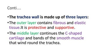 Trachea.pptx , Anatomy and physiology, Ross and Wilson | PPTX