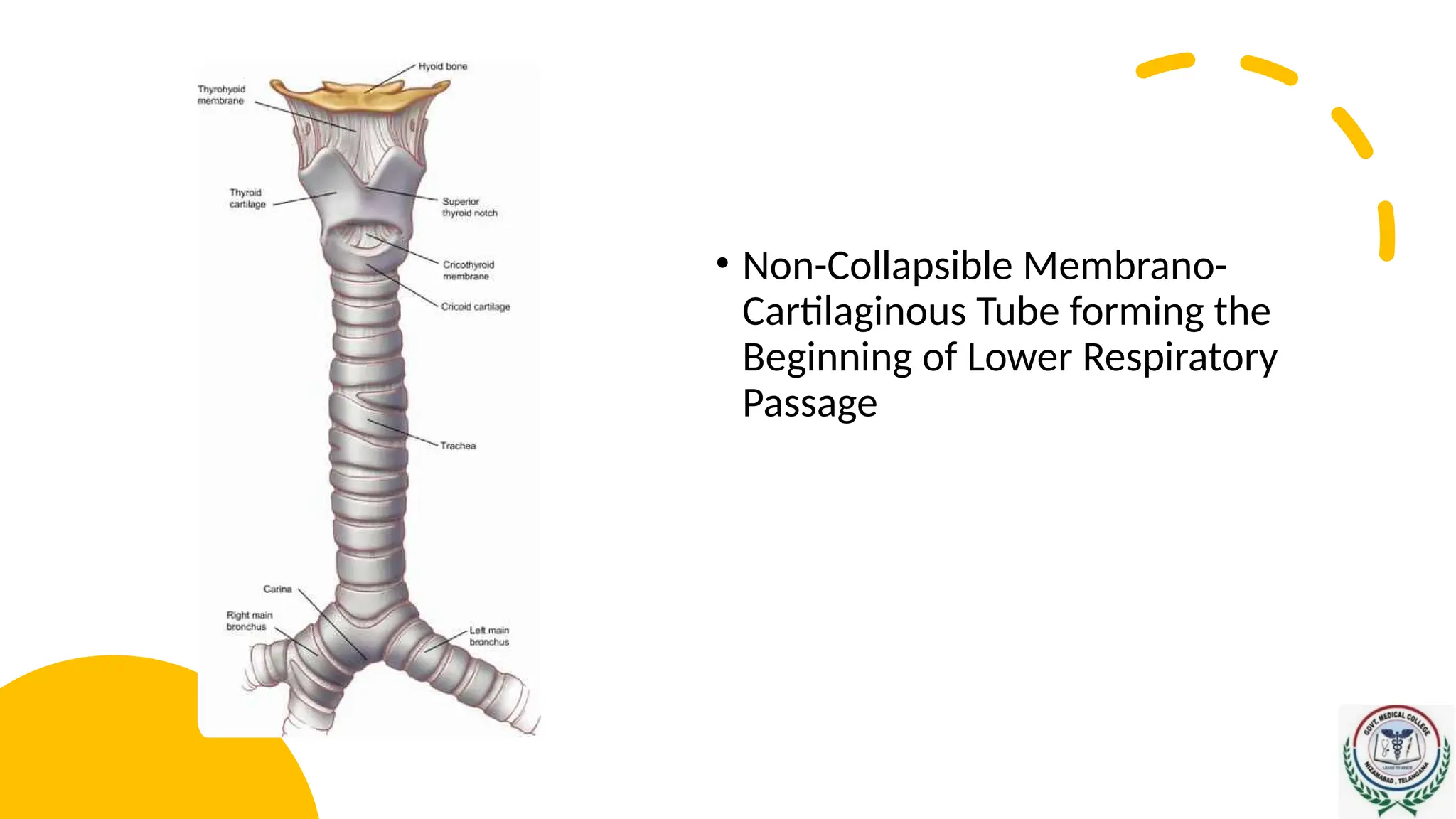 Trachea Trachea Trachea Trachea Trachea Trachea Trachea Trachea | PPT
