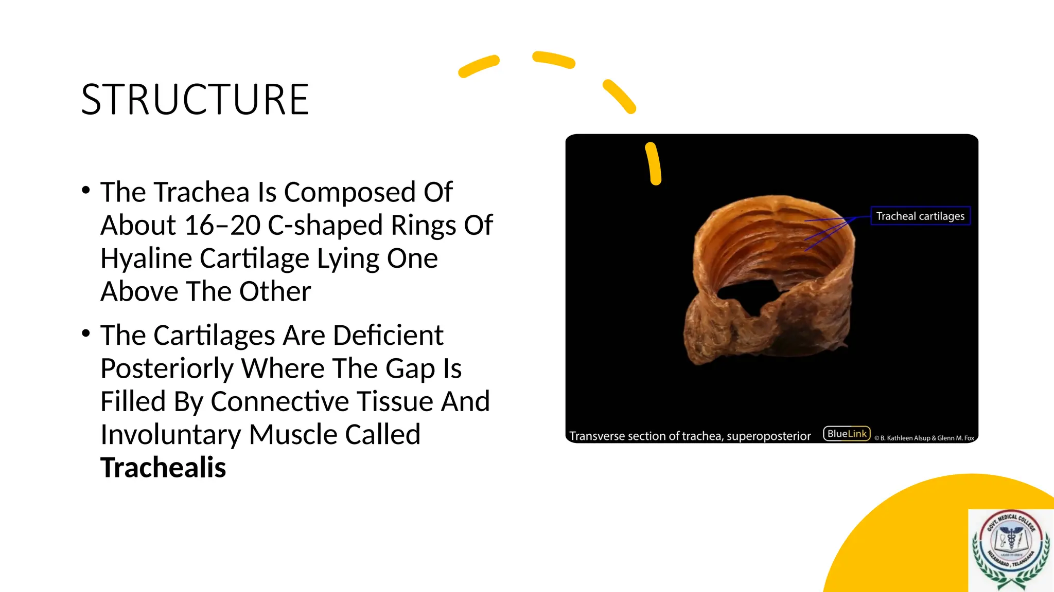 Trachea Trachea Trachea Trachea Trachea Trachea Trachea Trachea | PPT