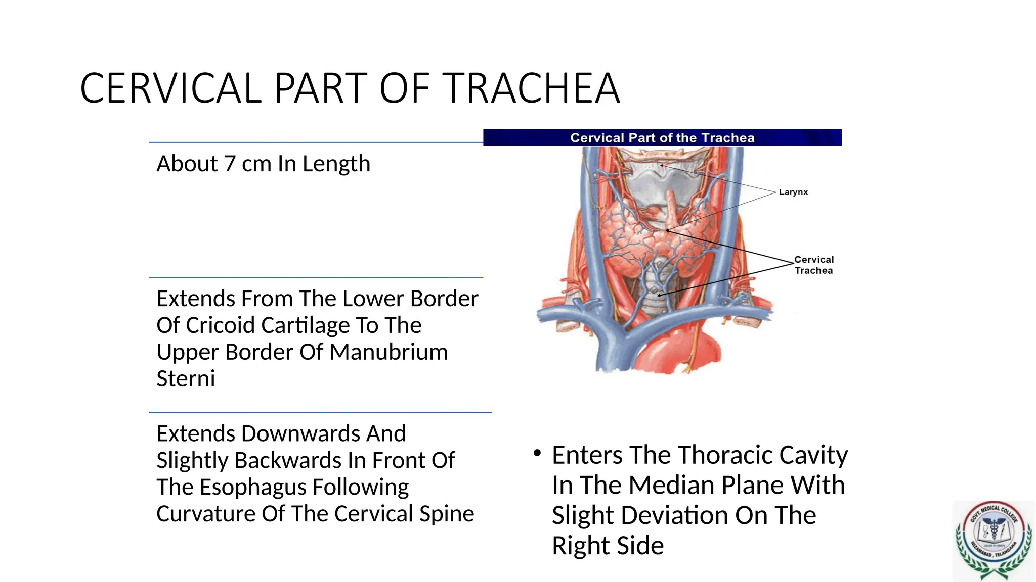 Trachea Trachea Trachea Trachea Trachea Trachea Trachea Trachea | PPT