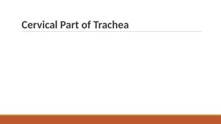 Anatomy of trachea for first year MBBS students | PPTX