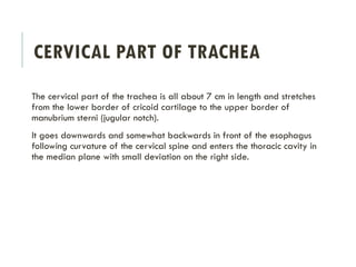 Trachea anatomy and tracheostomy procedure | PPTX
