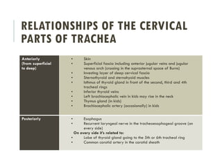 Trachea anatomy and tracheostomy procedure | PPTX