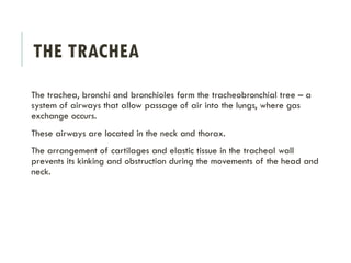 Trachea anatomy and tracheostomy procedure | PPTX