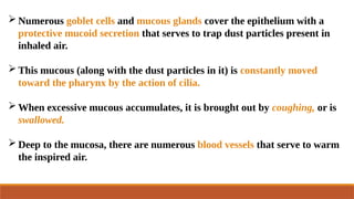 TRACHEA histology for MBBS STUDENTS BY JEANEE | PPTX