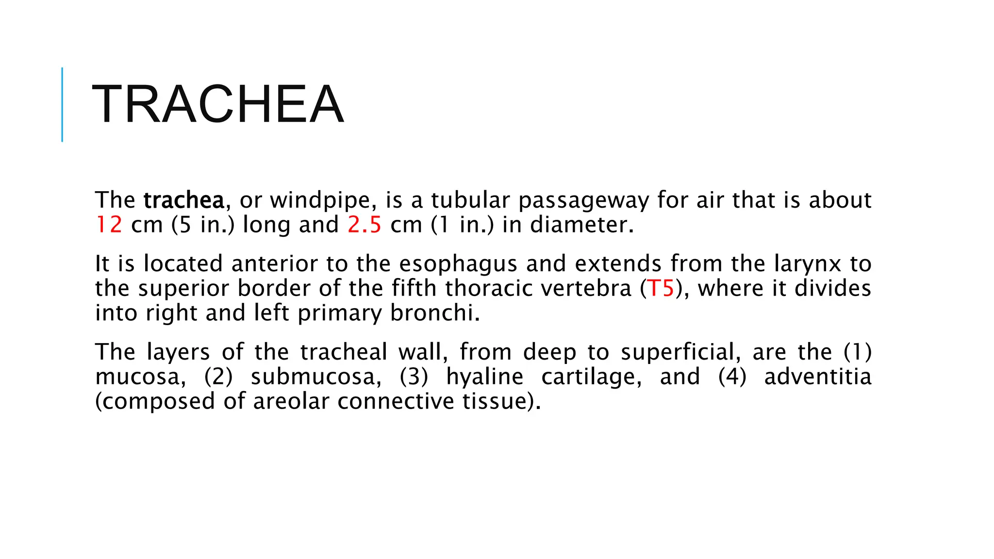 trachea-lungs.pptx......................... | PPTX