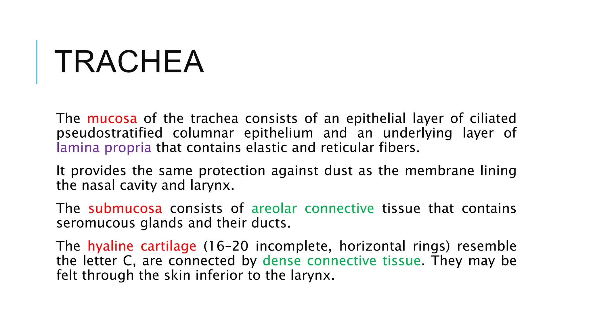trachea-lungs.pptx......................... | PPTX