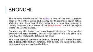 trachea-lungs.pptx......................... | PPTX