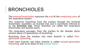trachea-lungs.pptx......................... | PPTX