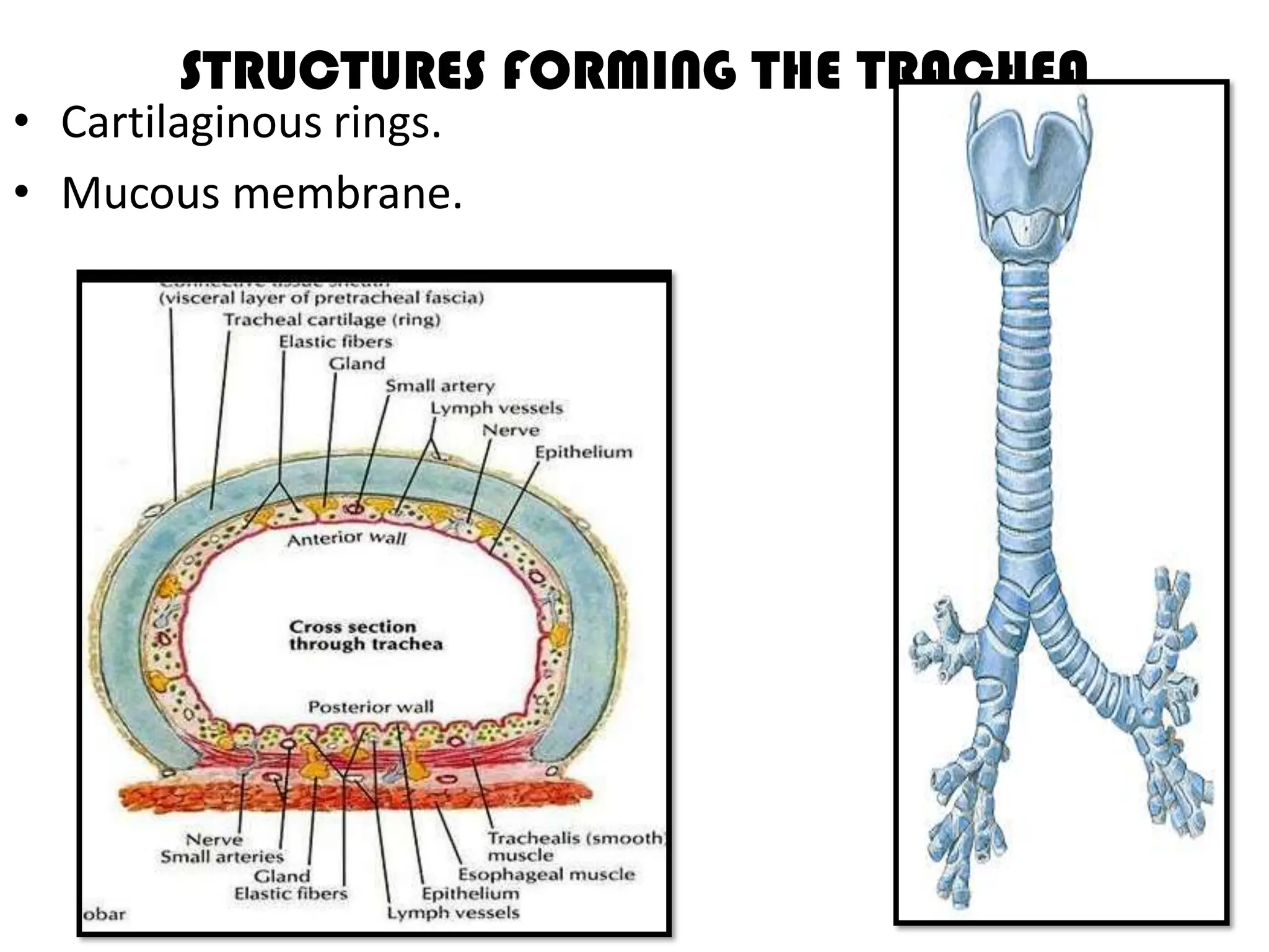 TRACHEA-OESOPHAGUS.pdf