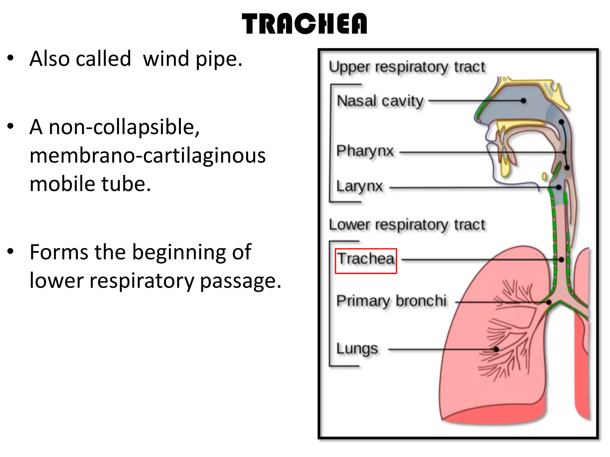 Trachea Oesophaguspdf