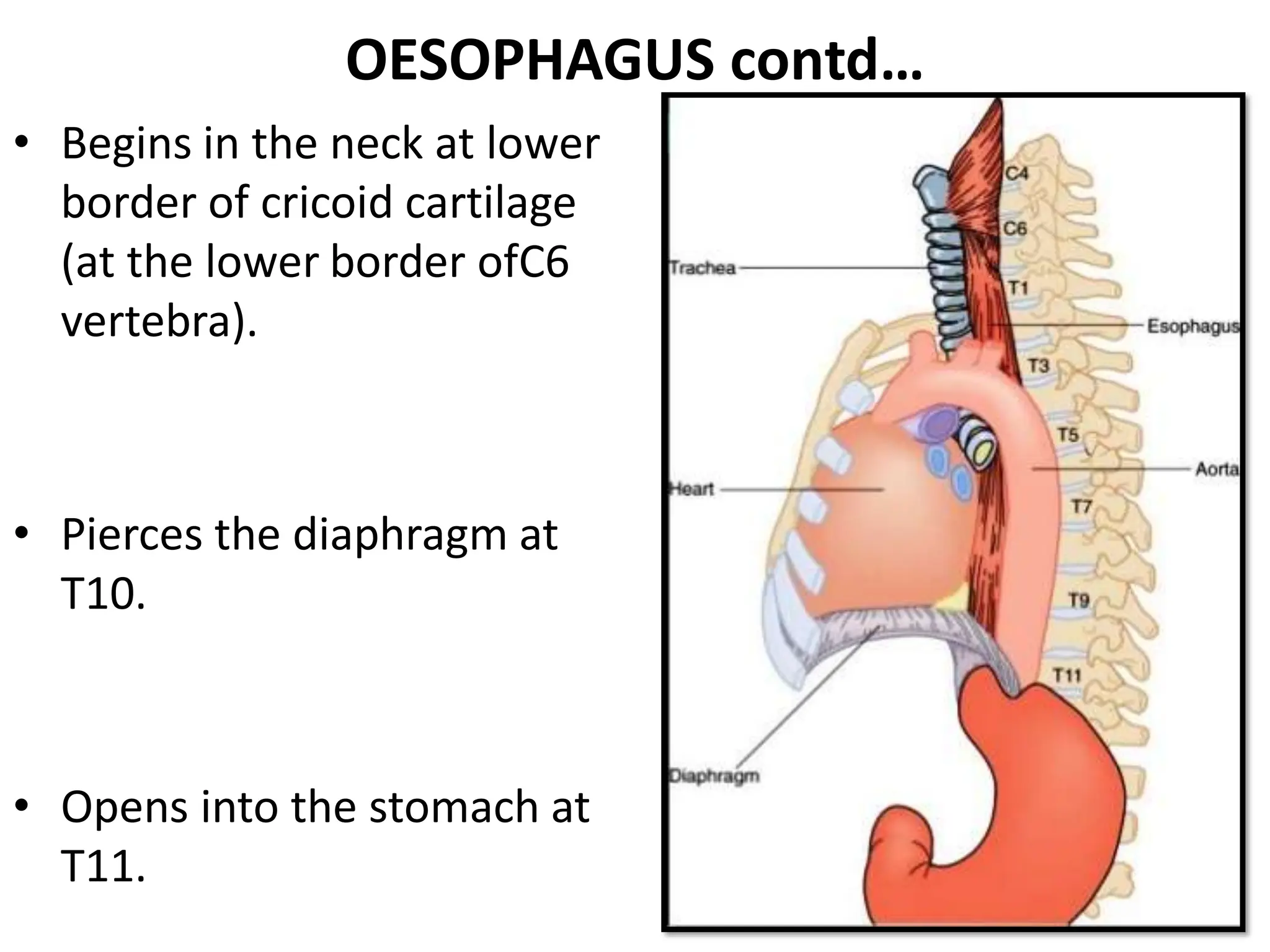 TRACHEA-OESOPHAGUS.pdf