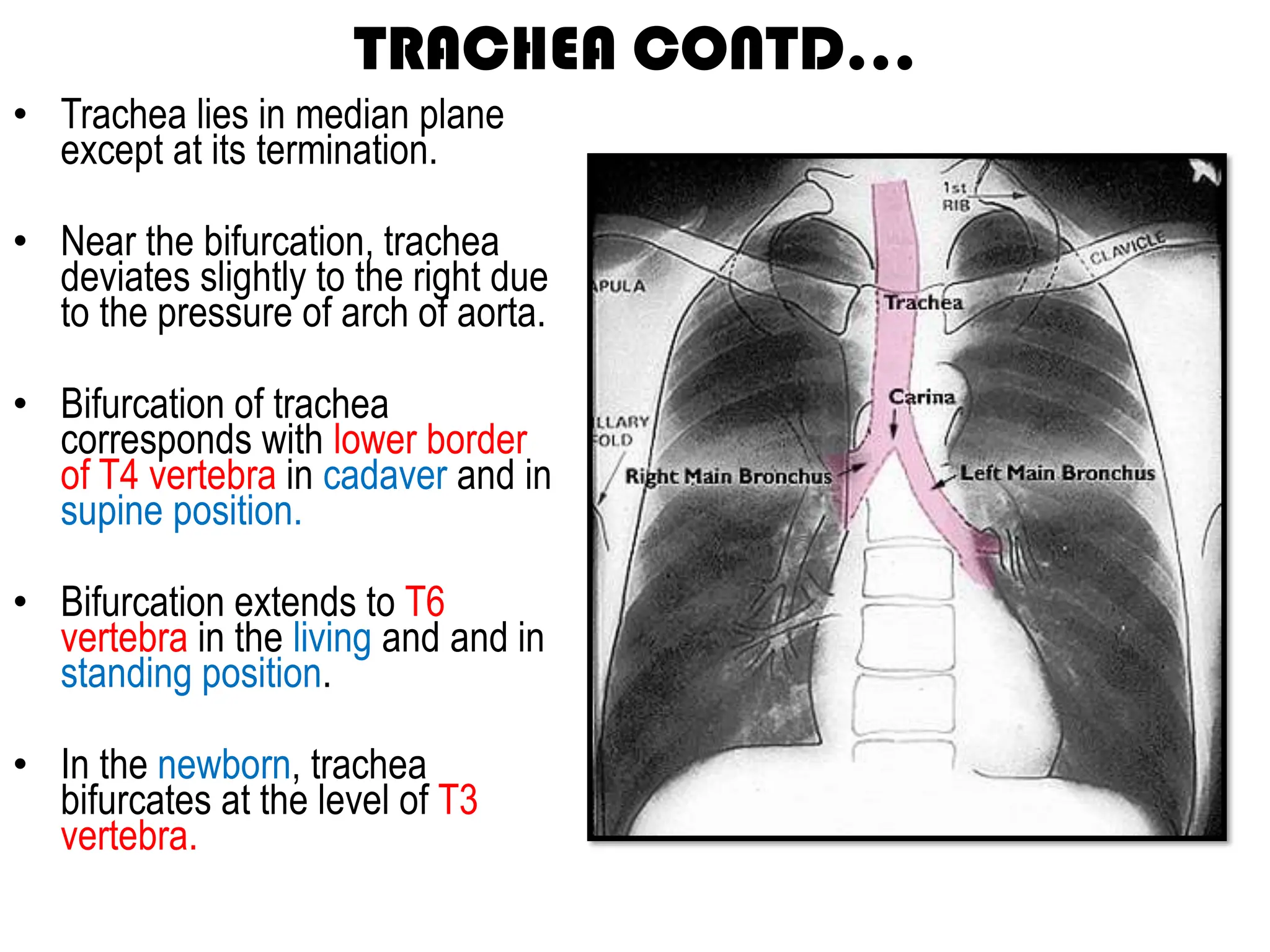 TRACHEA-OESOPHAGUS.pdf