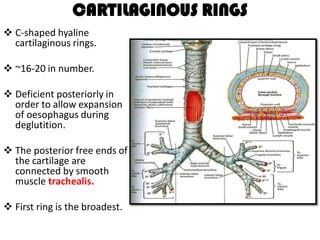 TRACHEA-OESOPHAGUS.pdf
