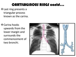 TRACHEA-OESOPHAGUS.pdf