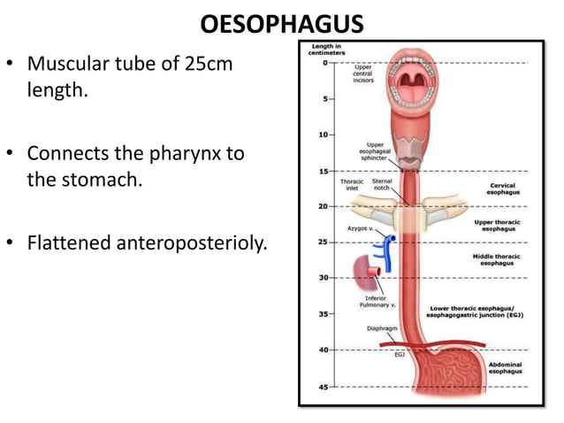 TRACHEA-OESOPHAGUS.pdf