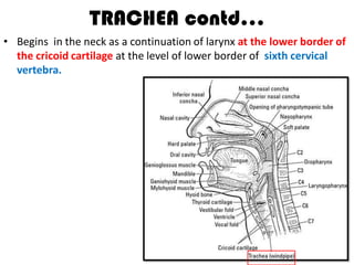 TRACHEA-OESOPHAGUS.pdf