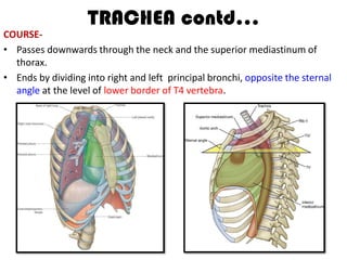 TRACHEA-OESOPHAGUS.pdf