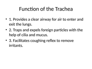 Trachea_Anatomy_Presentation_with_Placeholders.pptx