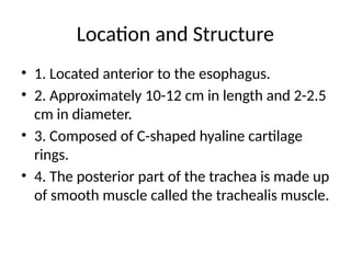 Trachea_Anatomy_Presentation_with_Placeholders.pptx