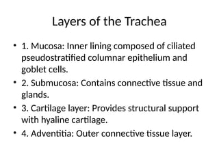 Trachea_Anatomy_Presentation_with_Placeholders.pptx