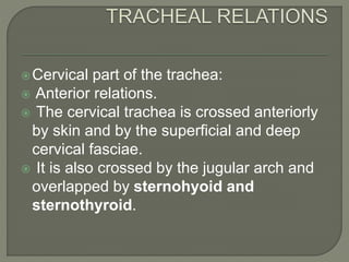 trachea,and bronchi, upper respiratory | PPTX