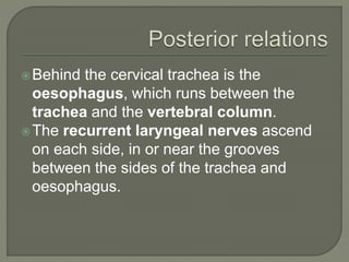 trachea,and bronchi, upper respiratory | PPTX