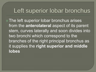 trachea,and bronchi, upper respiratory | PPTX
