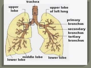 Tertiary Bronchi