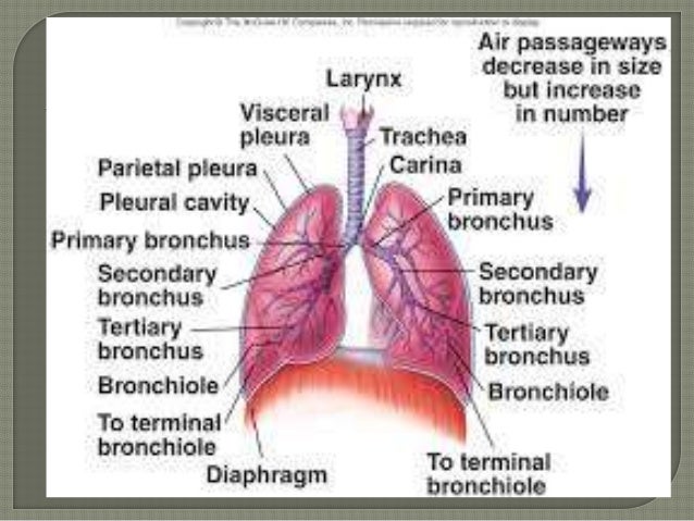 trachea,and bronchi, upper respiratory