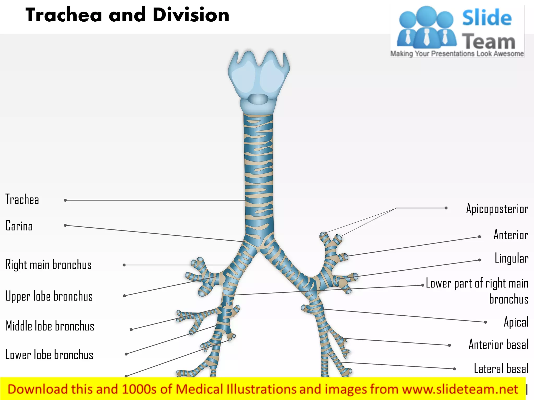 Trachea and divisions medical images for power point | PDF