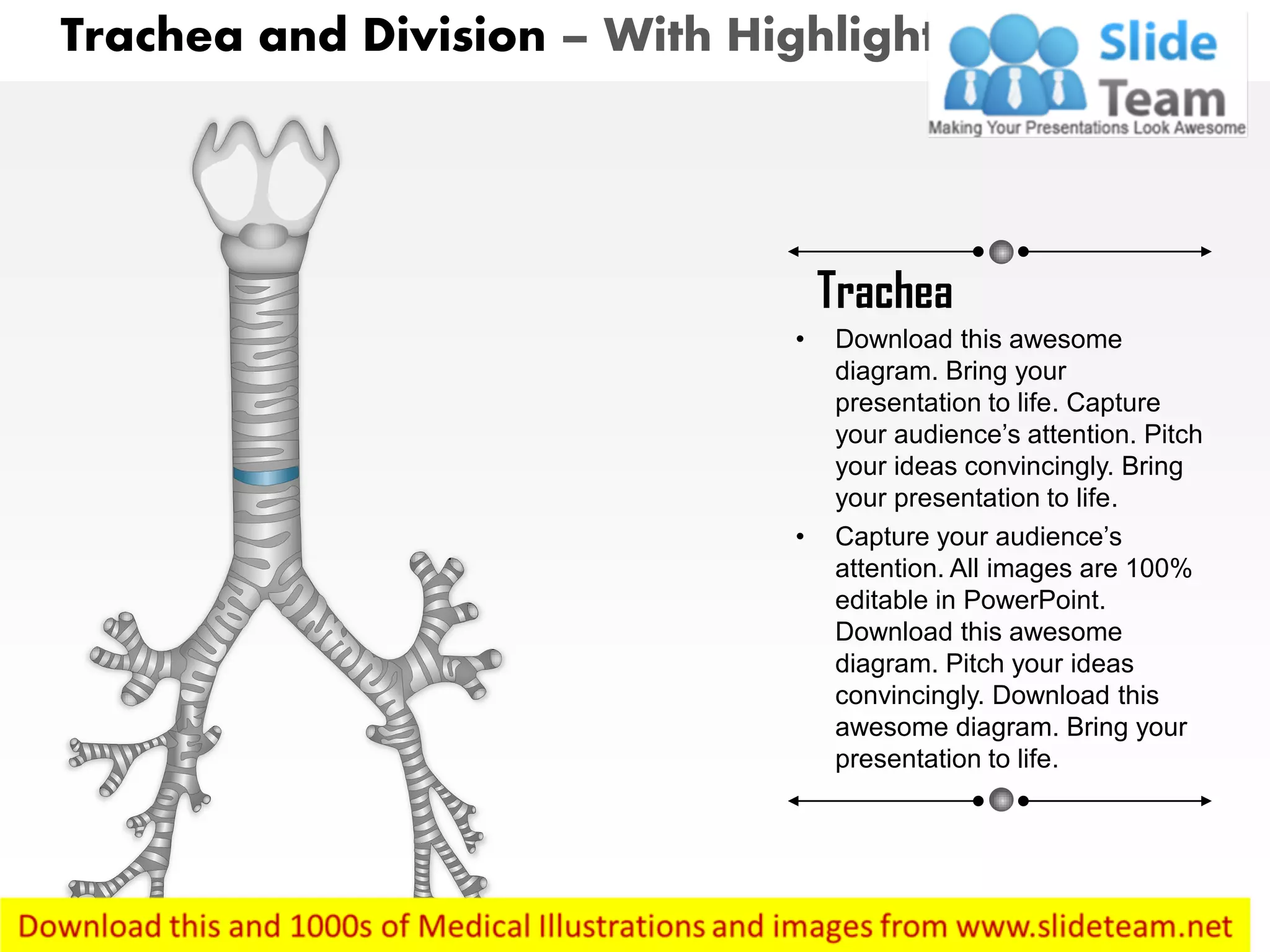 Trachea and divisions medical images for power point | PDF