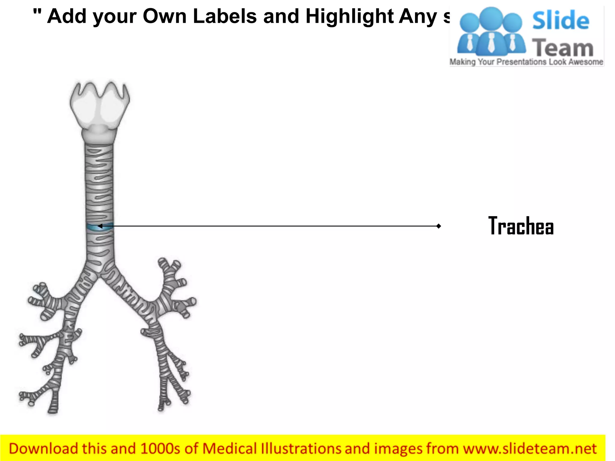 Trachea and divisions medical images for power point | PDF