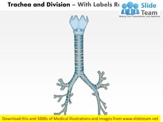 Trachea and divisions medical images for power point | PDF