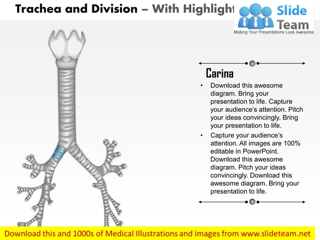 Trachea and divisions medical images for power point | PPT