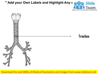Trachea and divisions medical images for power point | PDF